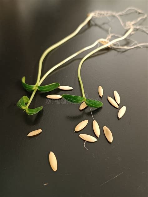 Cucumber Plant Seedling On Growing Test Stock Image Image Of Green Ground 279819145