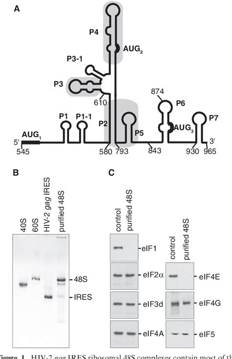 figure 1 from a conserved structure within the hiv gag open reading