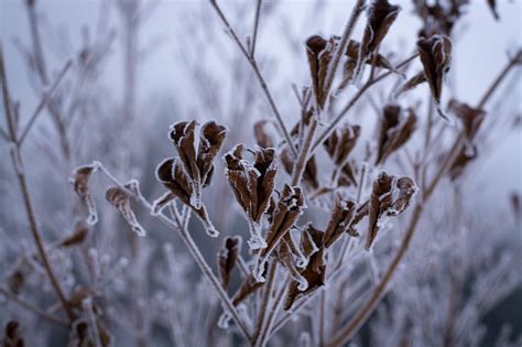 树叶 分行 冻结 pixabay上的免费照片 pixabay