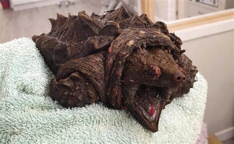 Alligator Snapping Turtle Found In Cumbria Uk News Metro News