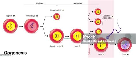 난제네시스 세포 분열 배우자 생성 감수 분열 인간 생식 기관 황체에 대한 스톡 벡터 아트 및 기타 이미지 황체 0명 감수