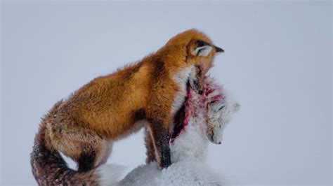 Wildlife Photographer Of The Year Who Won Cnn