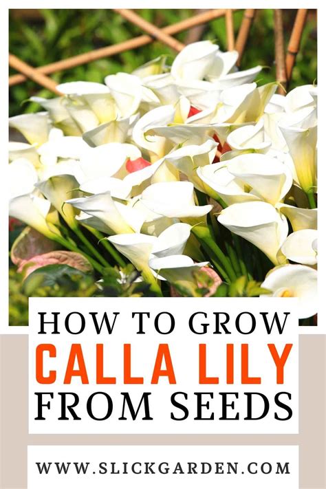 How To Grow Calla Lily From Seeds Slick Garden