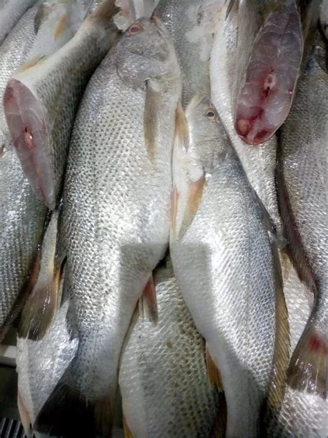 Silver Frozen Croaker Fish For Household Packaging Type Carton At
