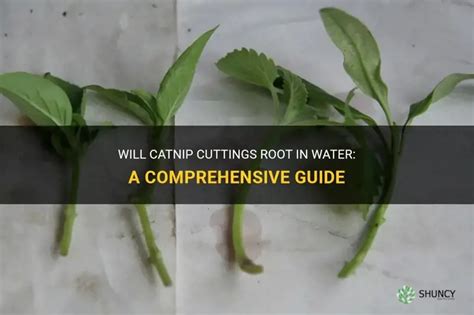 Will Catnip Cuttings Root In Water A Comprehensive Guide Shuncy