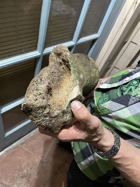 Bonefossil Id Rfossilid