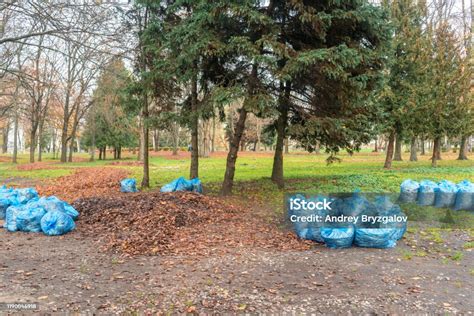 낙엽 더미 근처 도시 공원의 나무 아래 쓰레기와 많은 파란색 비닐 봉투거짓말 가득 찬에 대한 스톡 사진 및 기타 이미지 가득 찬 가방 가을 Istock