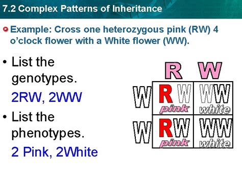 7 2 Complex Patterns Of Inheritance Complex Patterns