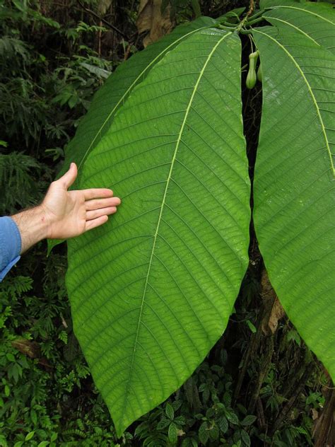 Passiflora Macrophylla Alchetron The Free Social Encyclopedia