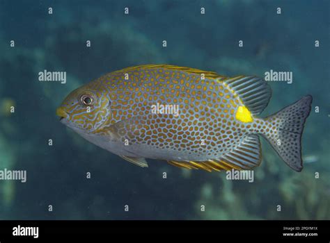 Orange Spotted Spinefoot Siganus Guttatus Spotted Rabbitfish