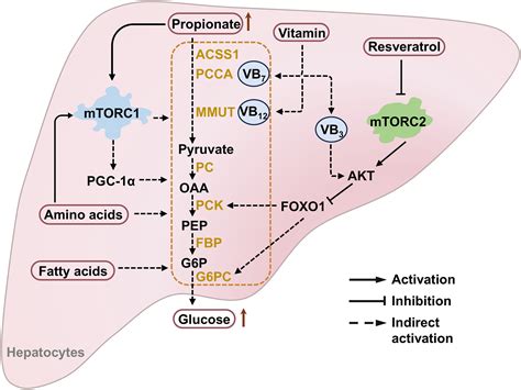 Gluconeogenesis Liver