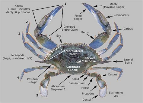 108 Best Crustacean Images On Pinterest Shell Shells And Crabs