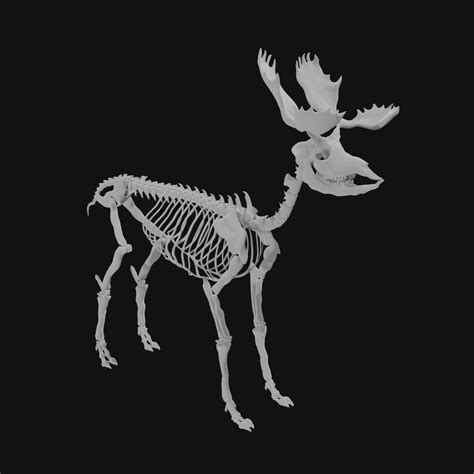 3d Moose Skeleton Turbosquid 1983384