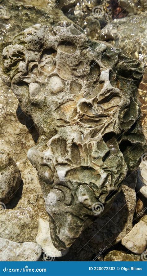 A Stone Of Fossilized Seashells Stock Image Image Of Shells