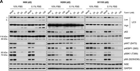 Torin 1 Mtor Inhibitor