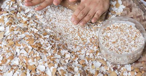 Egg Shells Have More To Give After Use Of Its Content Caribbean American Passport