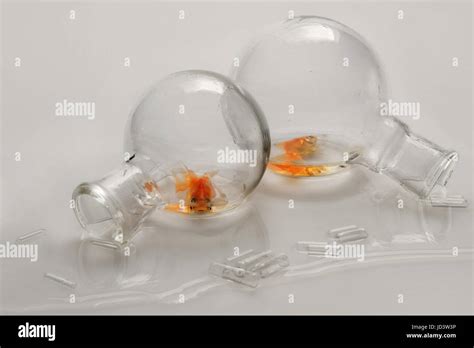 Two Goldfish In A Divided Glass Chemical Inverted Flask The Symbolism