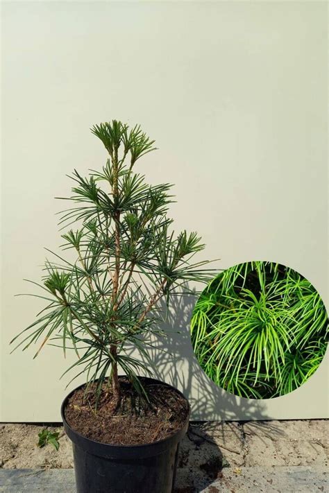 Young Japanese Umbrella Pine Sciadopitys Verticillata