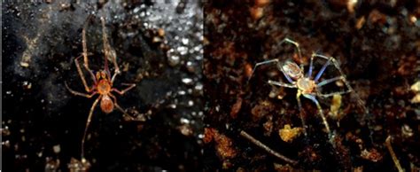 눈 없는 거미 국내 첫 발견