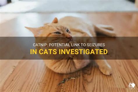 Catnip Potential Link To Seizures In Cats Investigated Petshun