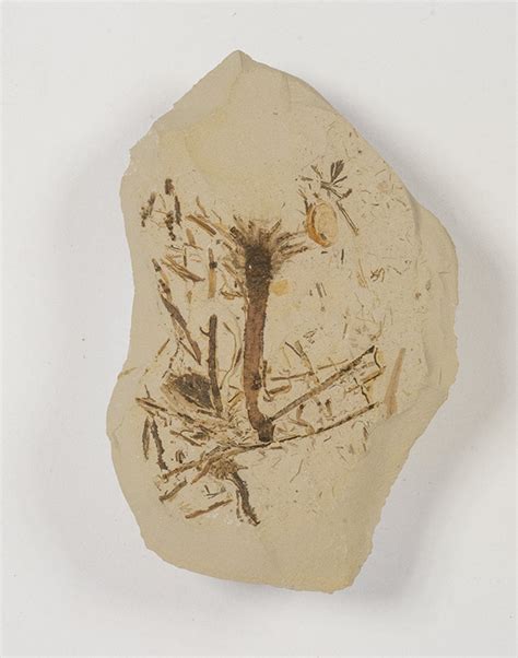 Williamsonia Sp Flower The Natural Canvas