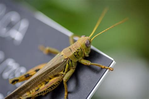 Engineers Create Tiny Robot “bugs” That Can Go Just About Anywhere Engineers Create Tiny Robot “bugs” That Can Go Just About Anywhere