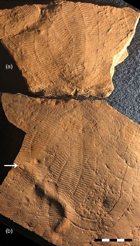 Colour Online Fronds Of Phyllozoon Hanseni And Tubes Of Aulozoon