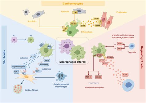 The Role Of Cardiac Resident Macrophage In Cardiac Aging Li 2023