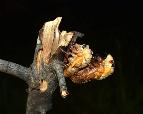 Kafkas Metamorphosis What Kind Of Bug Did Gregor Samsa Actually