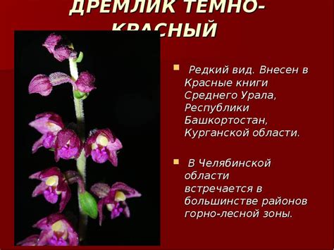 Черные страницы красной книги растения фото и описание