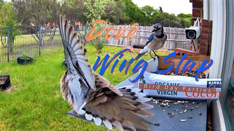 Territorial Mourning Dove Getting Ready to Wing Slap Blue Jay Birds Visiting - YouTube