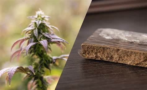 Differences Between Hash And Weed And Their Effects Maria Cbd Oil