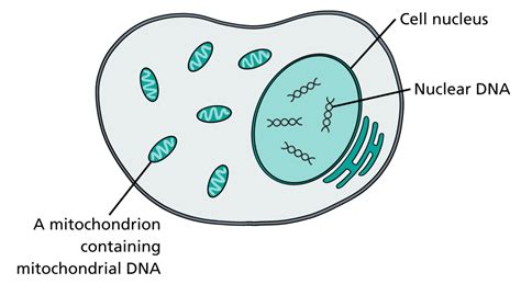 Visual communication aid: Mitochondrial inheritance — Knowledge Hub