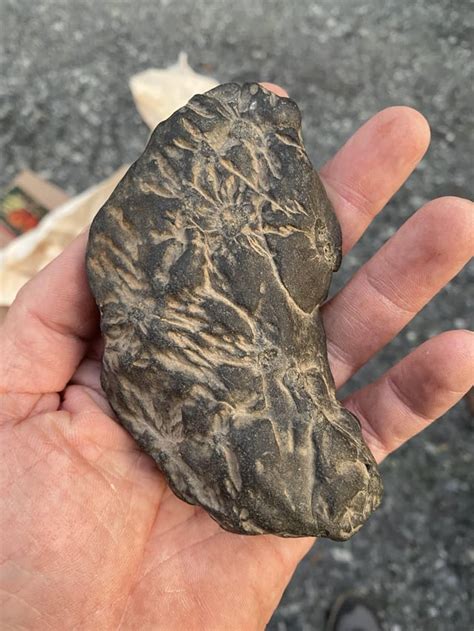 This Absolute Unit Me And My Gf Picked Up This Weekend R Fossilporn
