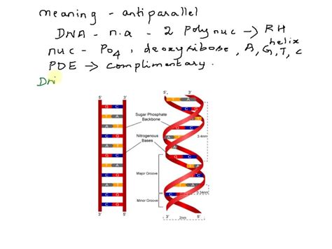 SOLVED DNA Definition And How Many Types Draw The Structure Of DNA