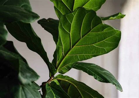 Propagating Fiddle Leaf Fig 3 Easy Methods Houseplant Central