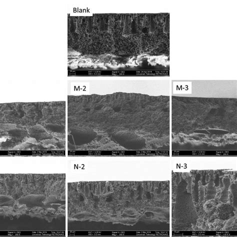 Cross Section Micrographs Of All Prepared Membranes Loaded With