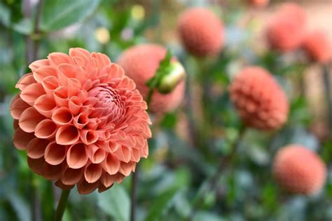 20 Official Types Of Dahlia Flowers Your Complete Guide