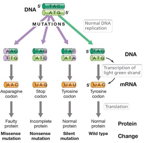Hanaa Fayed On Linkedin Possible Effects Of Base Pair Substitution In A Gene Encoding A Protein‼️…
