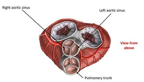 Al4 Coronary Circulation Flashcards Quizlet
