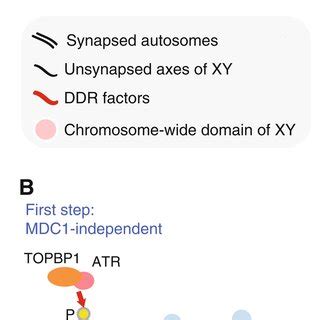 Models Of The Initiation Of Meiotic Sex Chromosome Inactivation MSCI Download Scientific