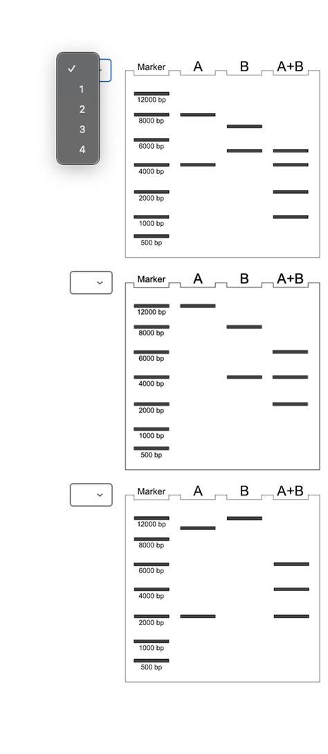 Solved Question 1 3 Points Match The Correct Dna Vector