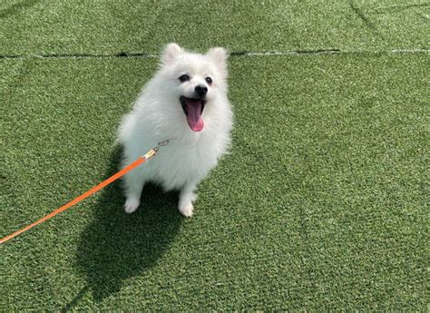 스피츠양양이 강아지책임분양 강아지분양 고양이분양 컴투펫 시츄 셔틀랜드쉽독 말티푸 미니핀 치와와 요크셔테리어 포메라니안 말티즈 분양