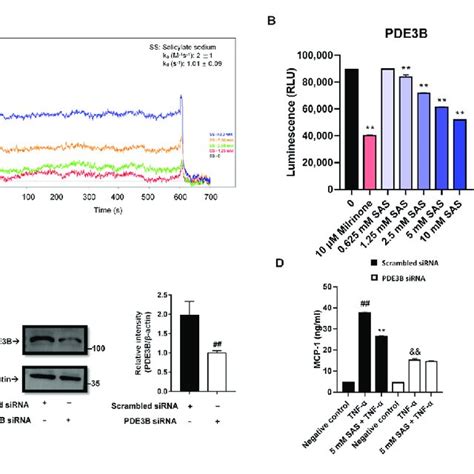 Sas Directly Inhibits Pde3a And Pde4b Activity Milrinone And Rolipram Download Scientific