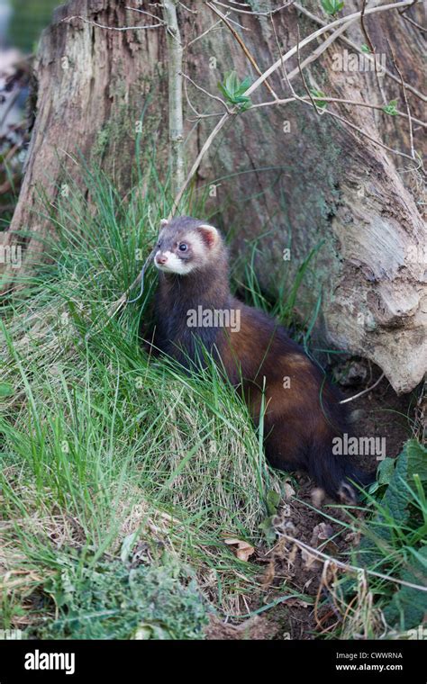 Der Iltis Fotos Und Bildmaterial In Hoher Auflösung Alamy