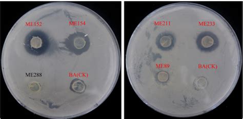 Figure 1 From Isolation And Identification Of Endophytic Bacteria Bacillus Sp Me9 That Exhibits