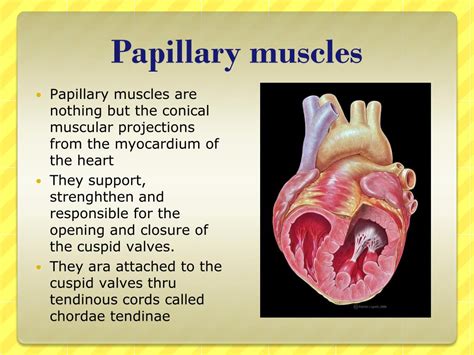 Ppt Thorax Powerpoint Presentation Free Download Id2269518