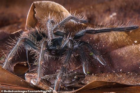 Stunning Images Captures The Bizarre Relationship Between A Tarantula