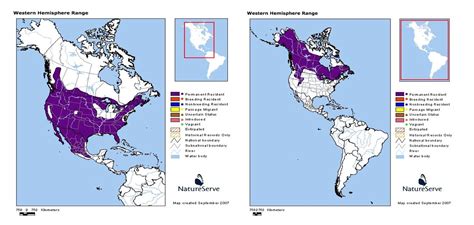 Large Predators Who Lives In Northern New York And Who Once Did