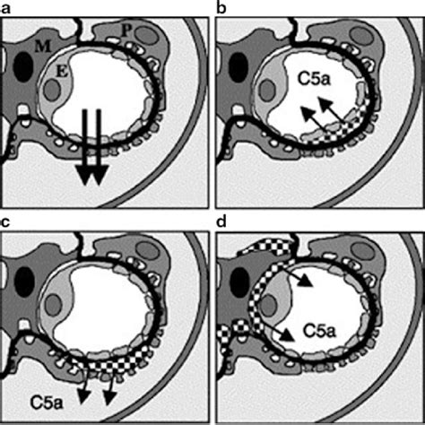 3 Antibody Mediated Glomerular Injury Occurs Through Multiple